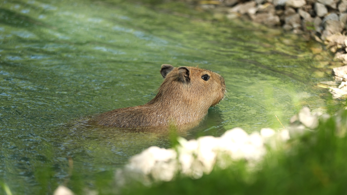 Meet capybaras at this interactive wildlife park | wtol.com