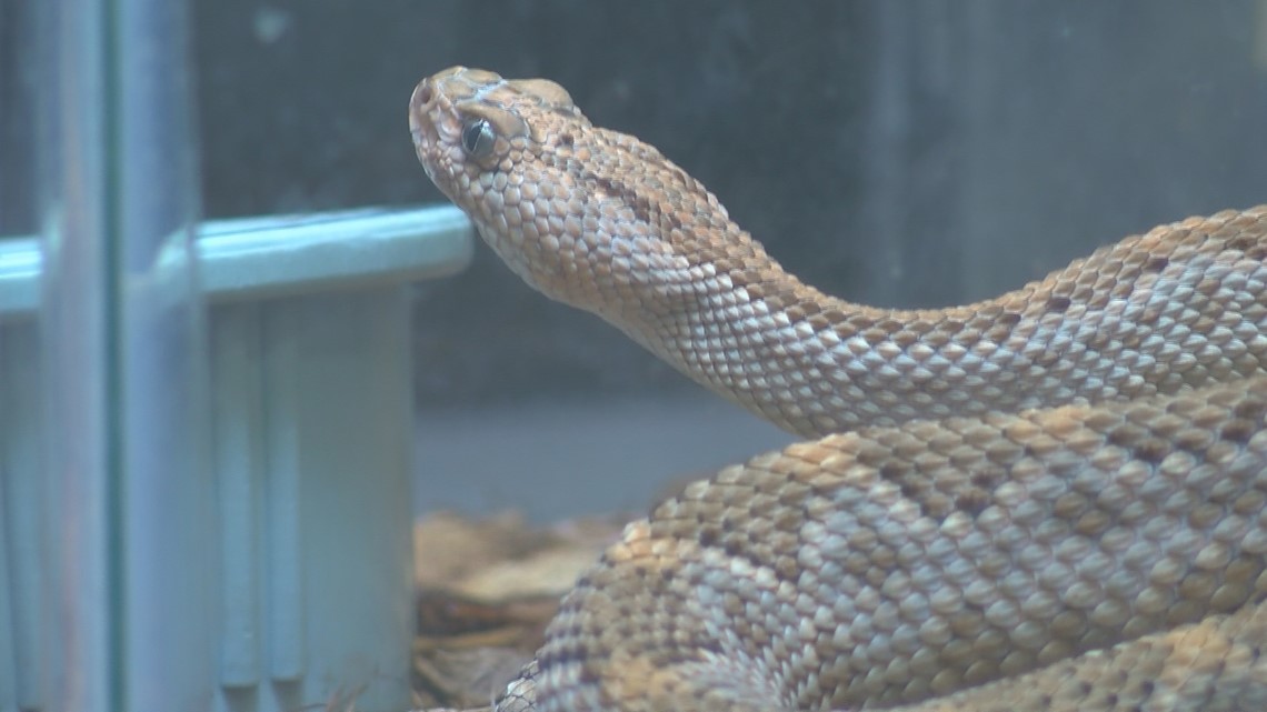 Toledo Zoo supplies antivenom to Indiana snake bite patient | wtol.com