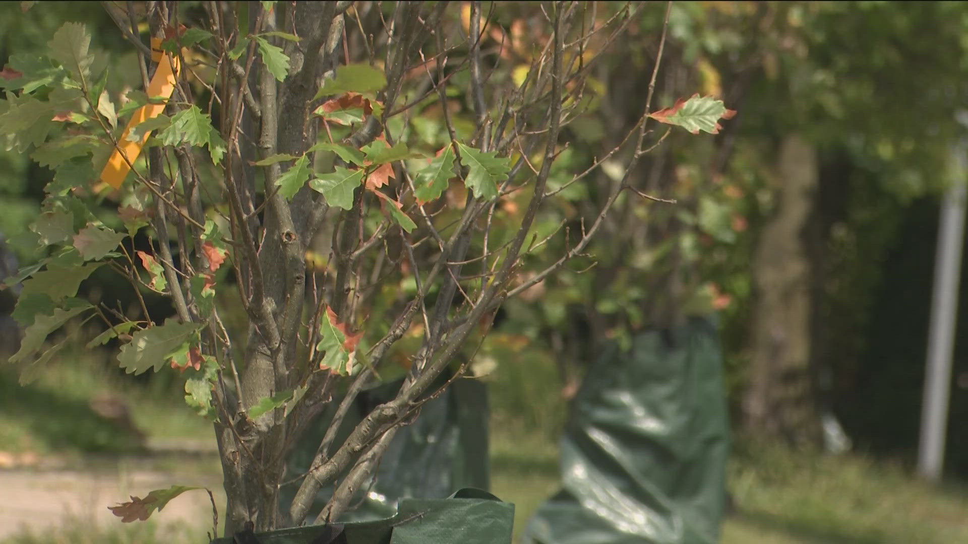 City of Toledo working to find out why newly-planted trees in city are ...