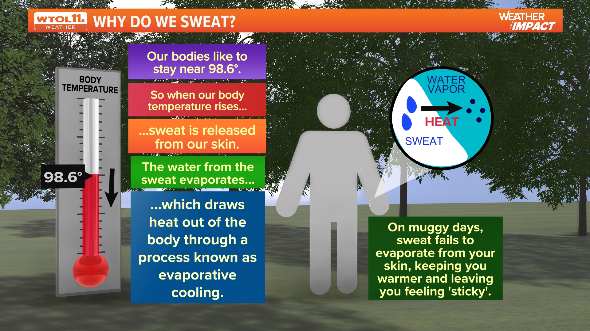 Why do we sweat? Explaining the science that causes sweating | wtol.com