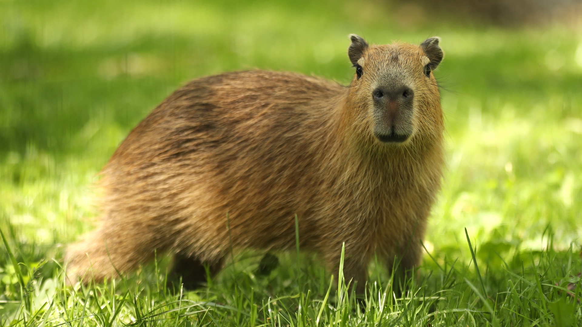 Meet capybaras at this interactive wildlife park | wtol.com