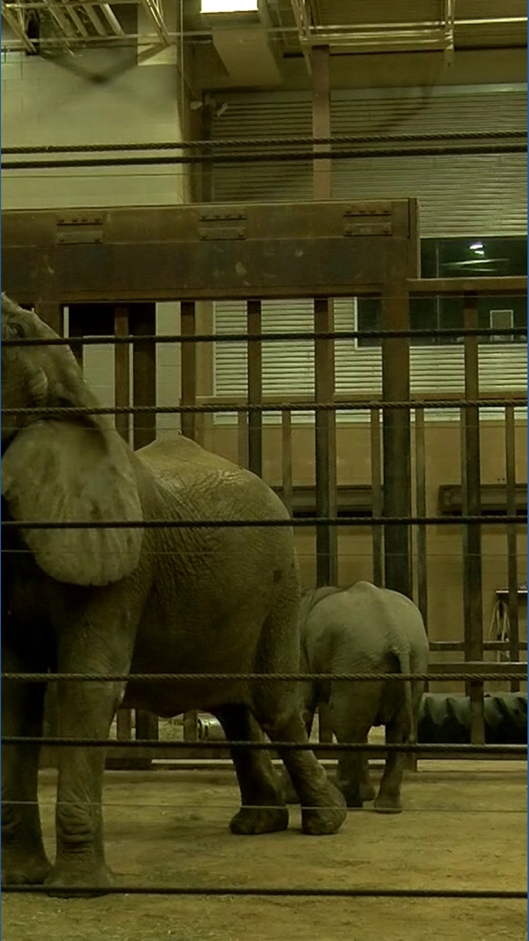 Here's what behind-the-scenes animal care looks like when the Toledo ...