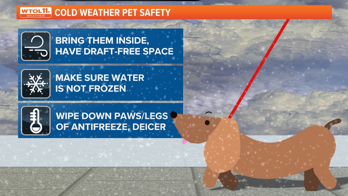 Winter weather | Keeping dogs, cats and other pets safe from cold ...