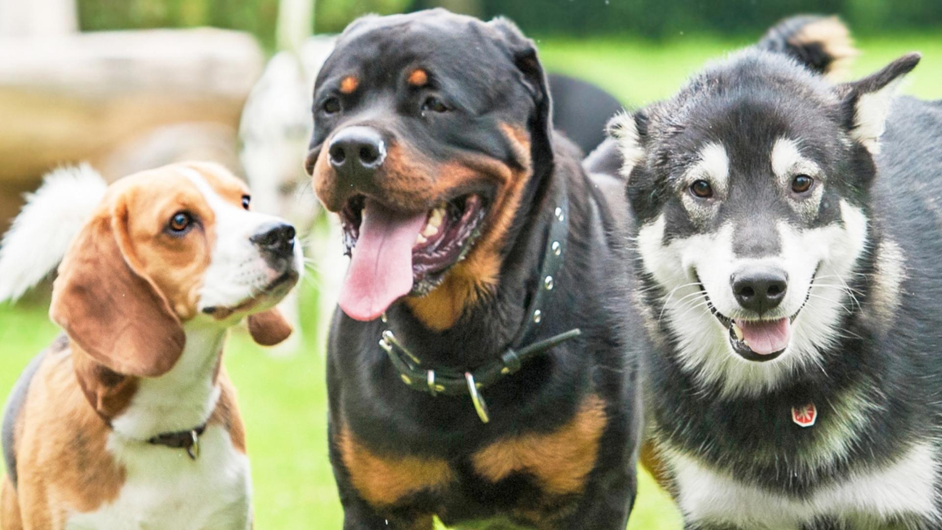 BG group offering sneak peak of permanent dog park | wtol.com