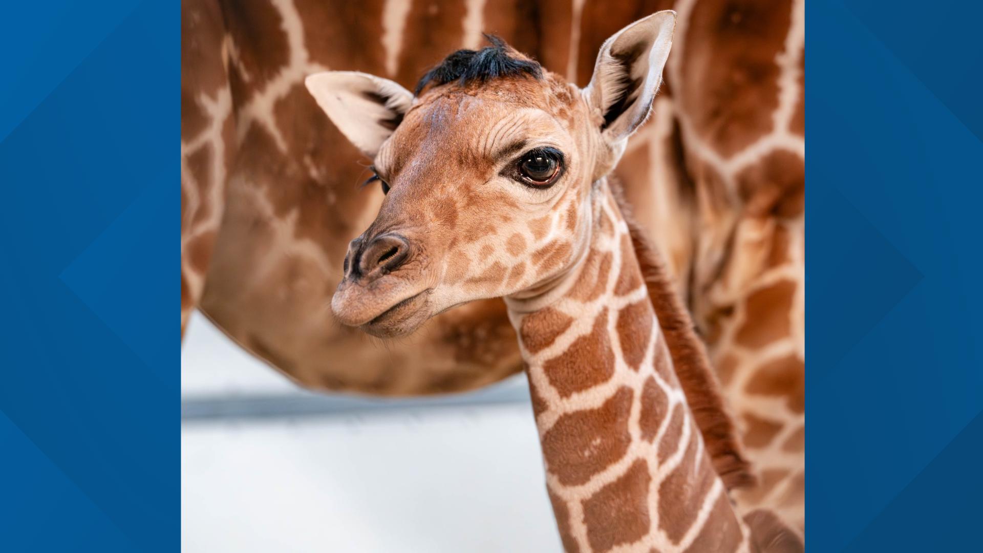 The 'mane' event | Eugene the giraffe born at Toledo Zoo with adorable ...