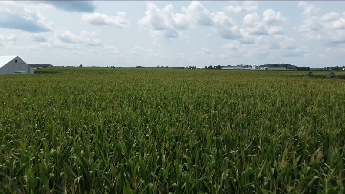 Despite weather woes, northwest Ohio crops are still thriving | wtol.com