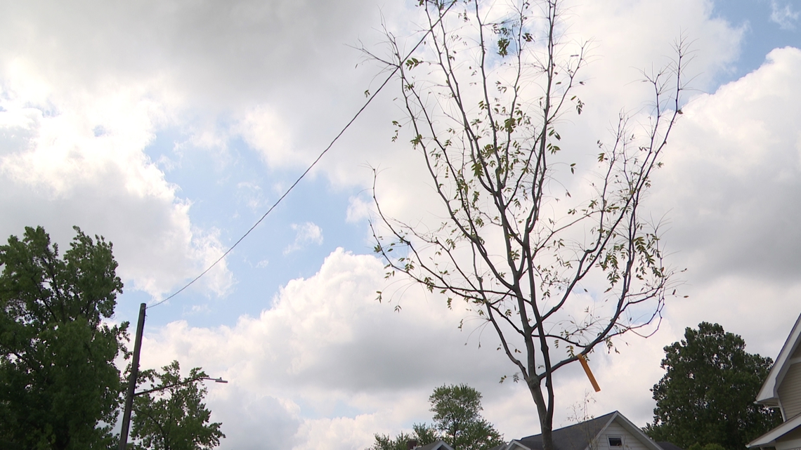 City of Toledo working to find out why newly-planted trees in city are ...