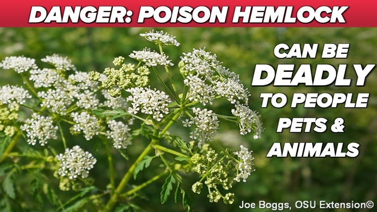 Is poison hemlock dangerous? | wtol.com