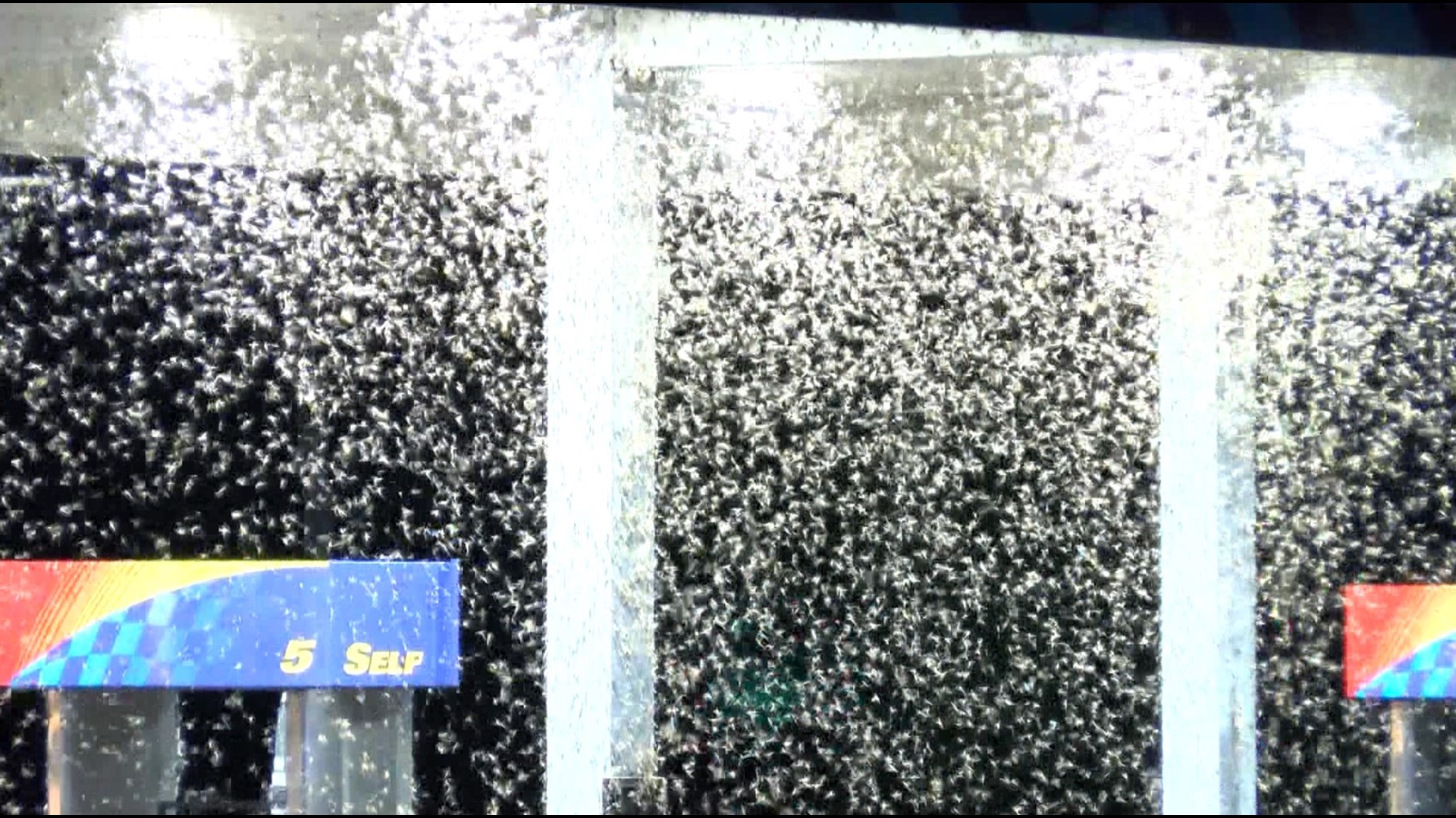 Gross, but harmless: Mayflies swarm in northwest Ohio | wtol.com