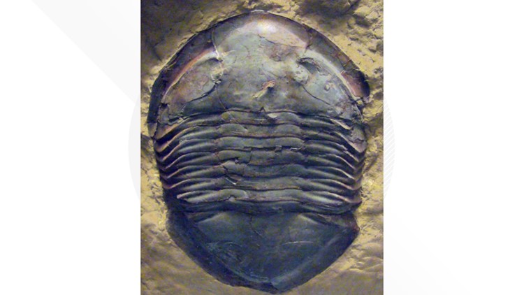 Where to fossil hunt in northwest Ohio | wtol.com