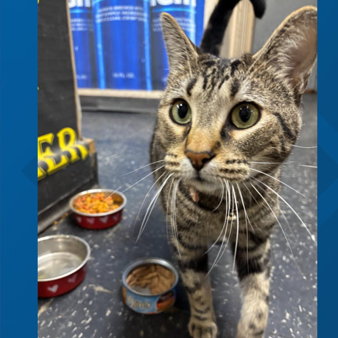 Meet Lucy, the bodega cat brightening a west Toledo corner store | wtol.com