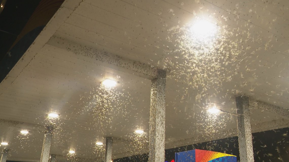 Point Place residents: current mayfly season is worst in years | wtol.com