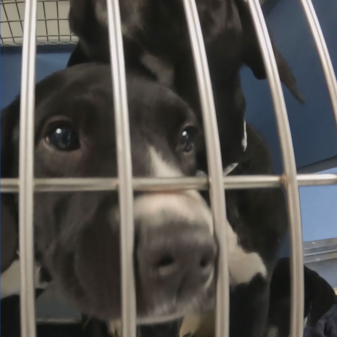 Johnny Clarke Lisa Straub killed in Ohio double murder 2011 | wtol.com