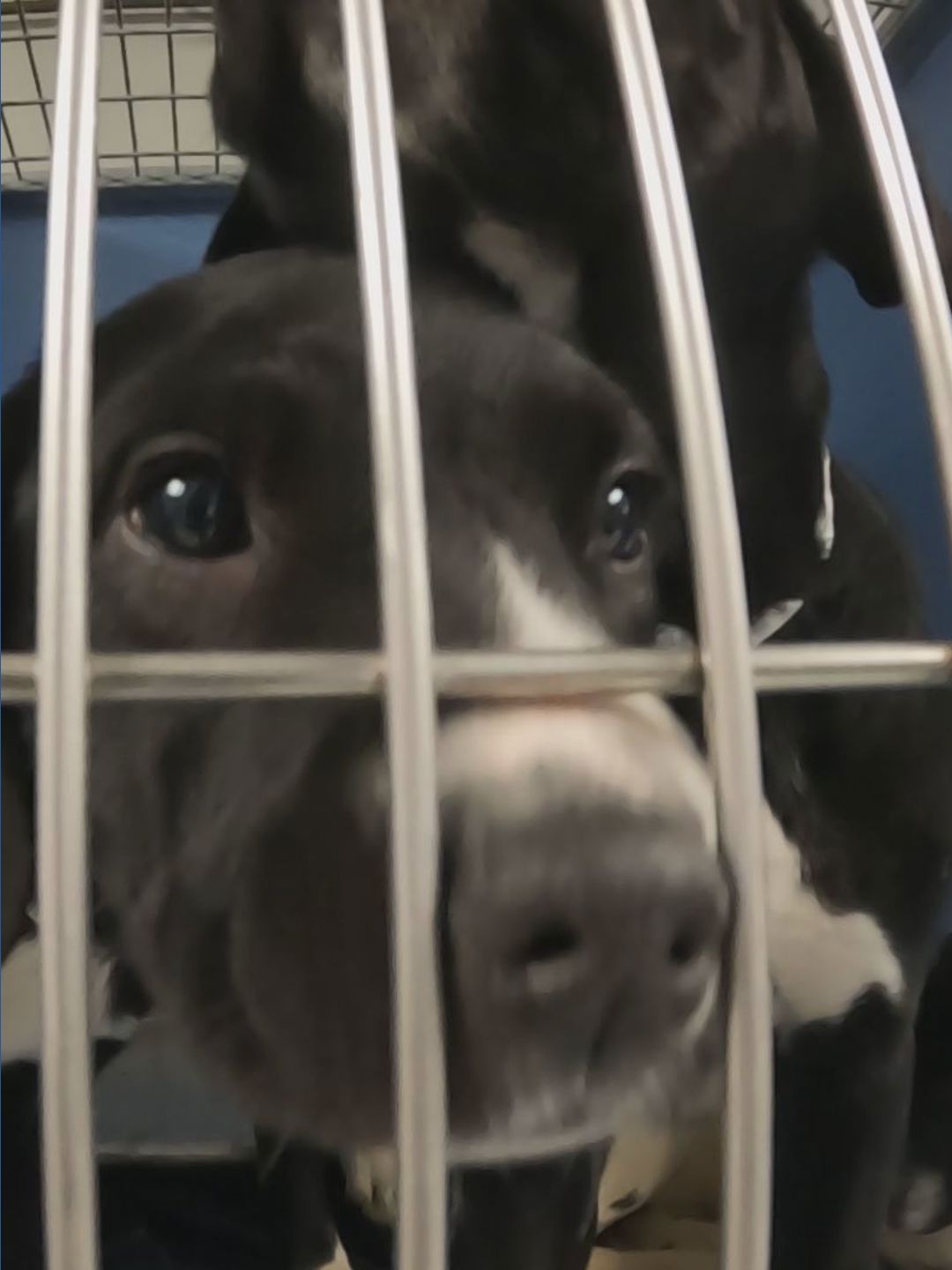 Johnny Clarke Lisa Straub killed in Ohio double murder 2011 | wtol.com