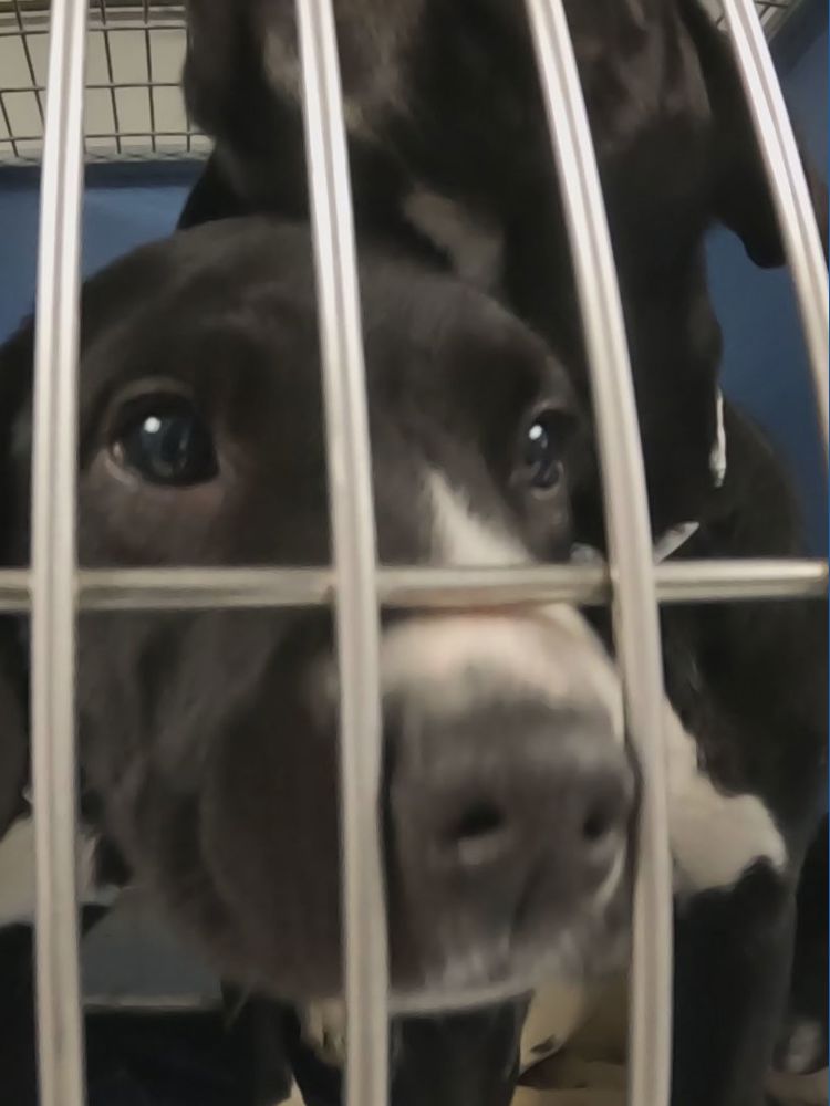 Johnny Clarke Lisa Straub killed in Ohio double murder 2011 | wtol.com