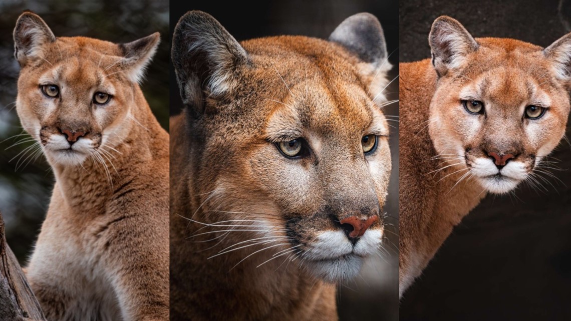 Where did the Toledo Zoo's cougars go? | wtol.com