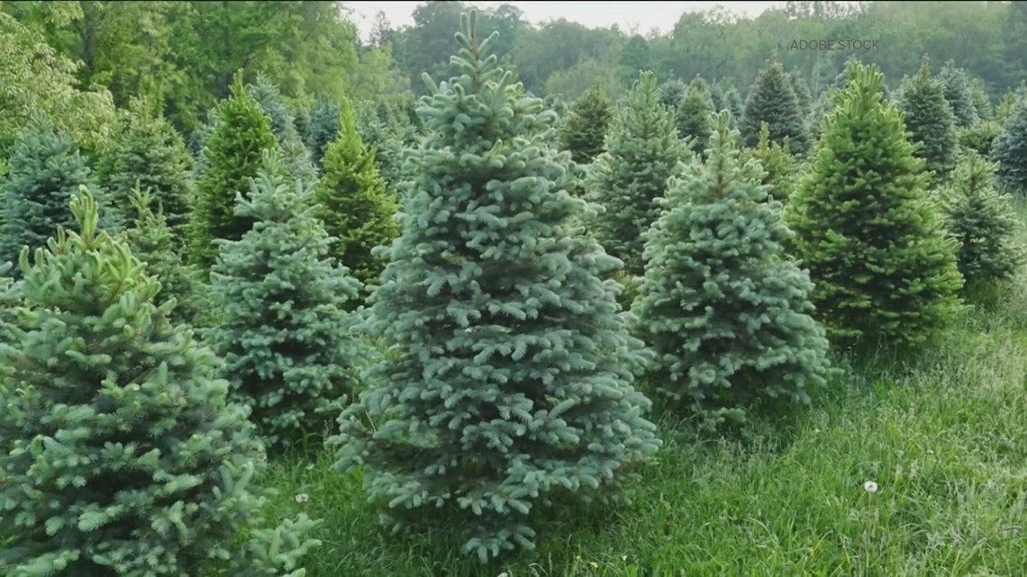 Wheeler Farms' Christmas tree season ends soon; tips to keep your tree ...