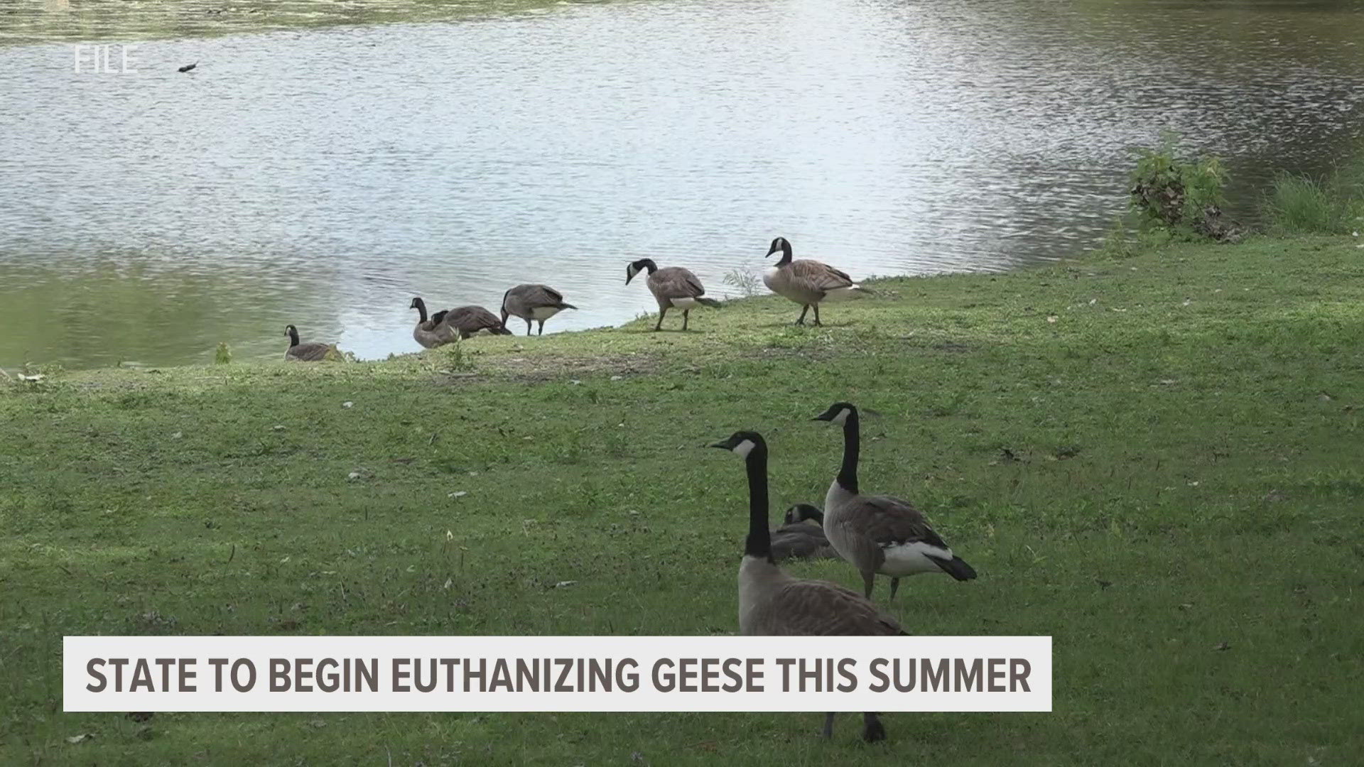 Michigan will begin euthanizing Canada geese this summer | wtol.com