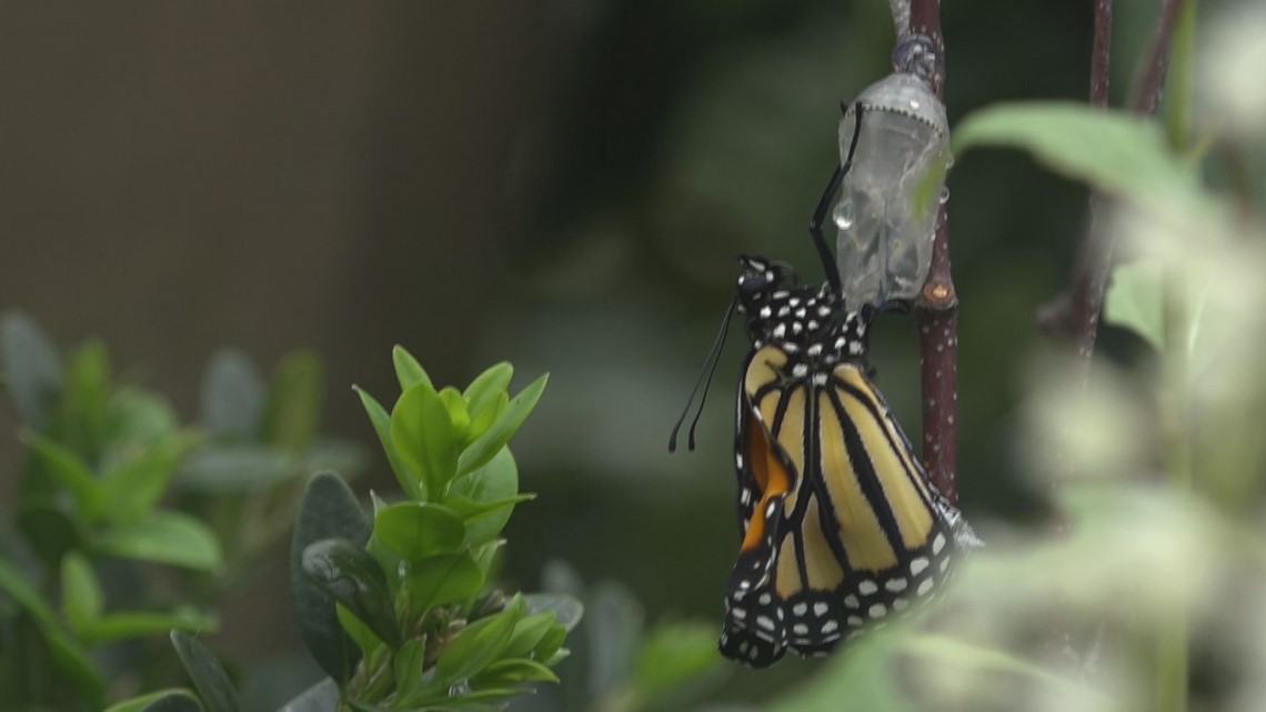 CCNO inmate tests positive for Legionnaires' disease | wtol.com