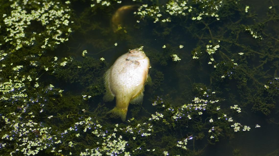 Notice dead, fuzzy fish floating in Michigan lakes? Here's why | wtol.com