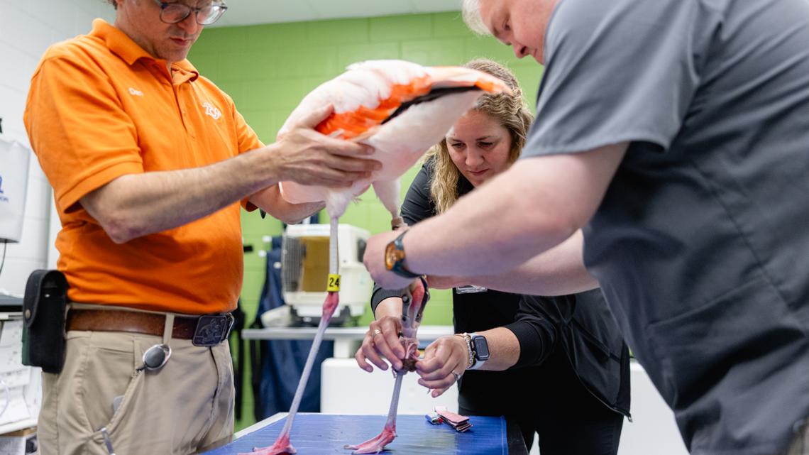 Flamingo at John Ball Zoo gets custom leg brace from Mary Free Bed ...