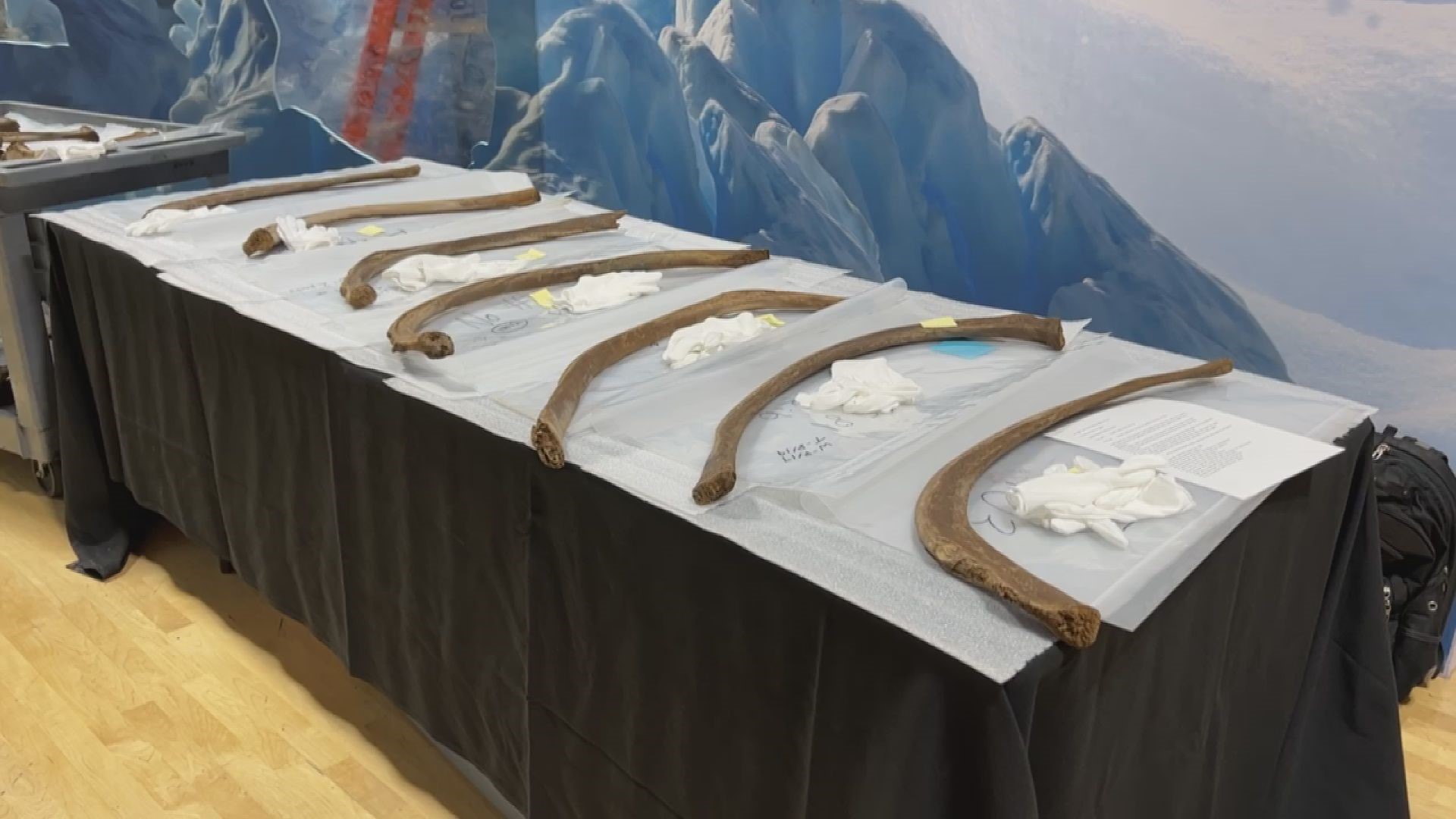 Mastodon bones discovered in Michigan now on display in museum | wtol.com