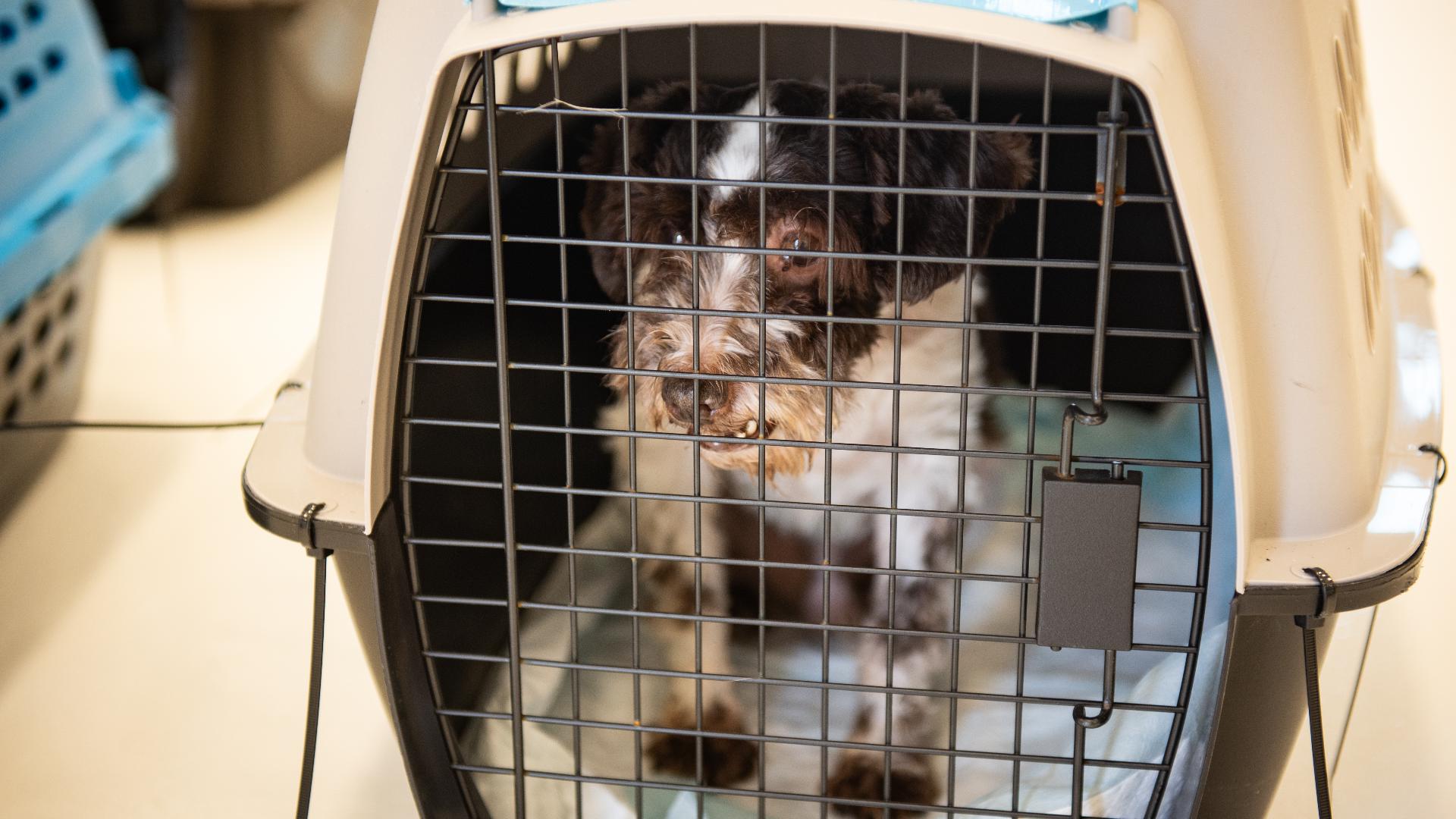 165 dogs rescued from puppy mill begin recovery | wtol.com