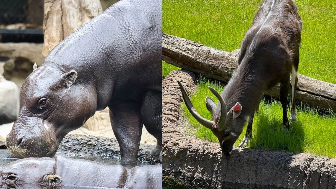 USDA report released details pygmy hippo killing antelope at JBZ | wtol.com