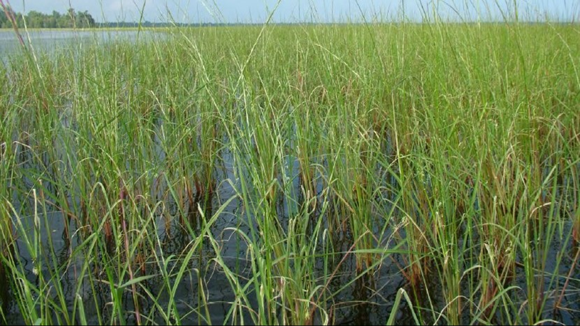 Effort underway to make wild rice Michigan’s official native grain ...