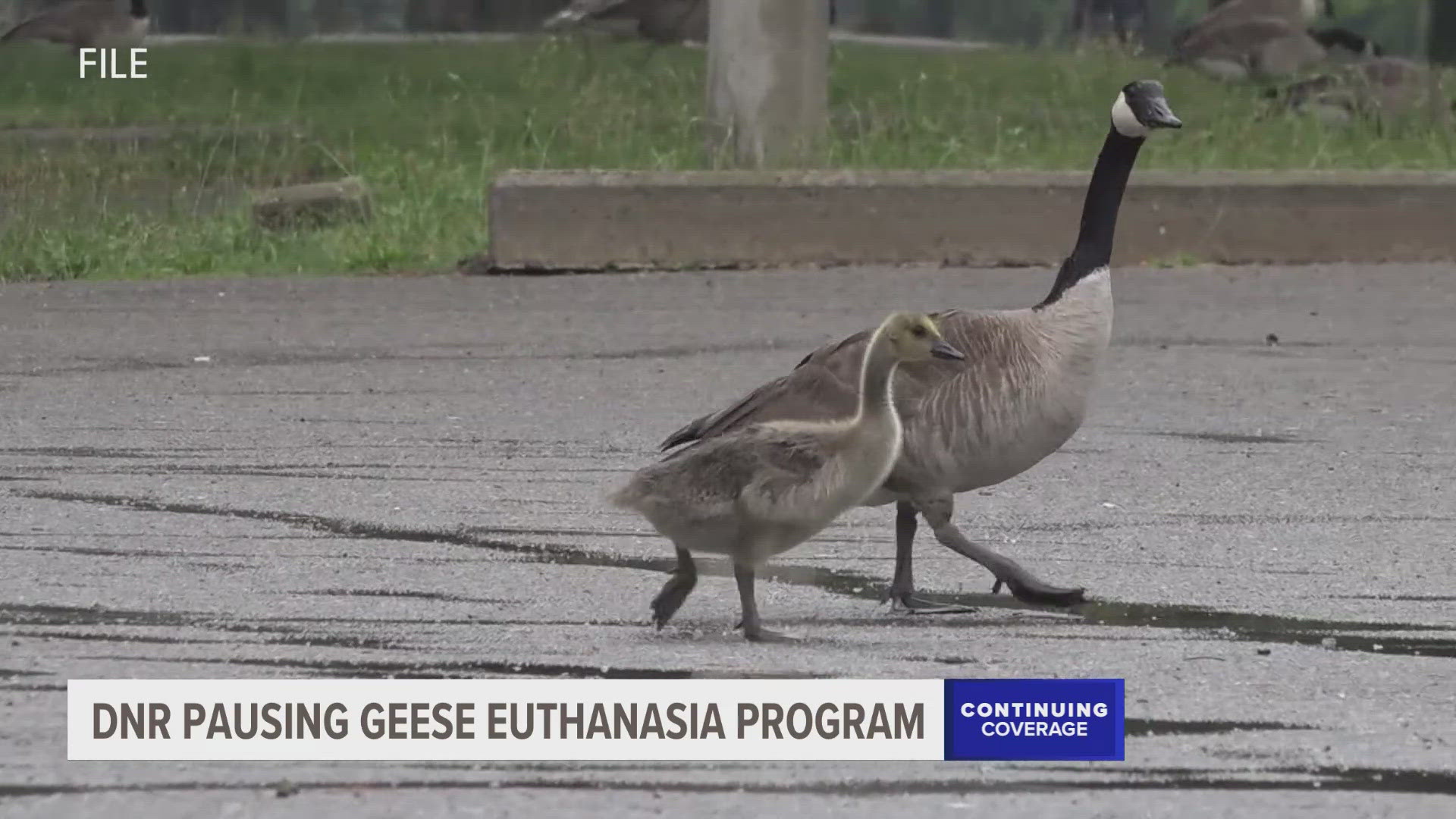 Michigan DNR rethinks Canada goose euthanasia plan | wtol.com