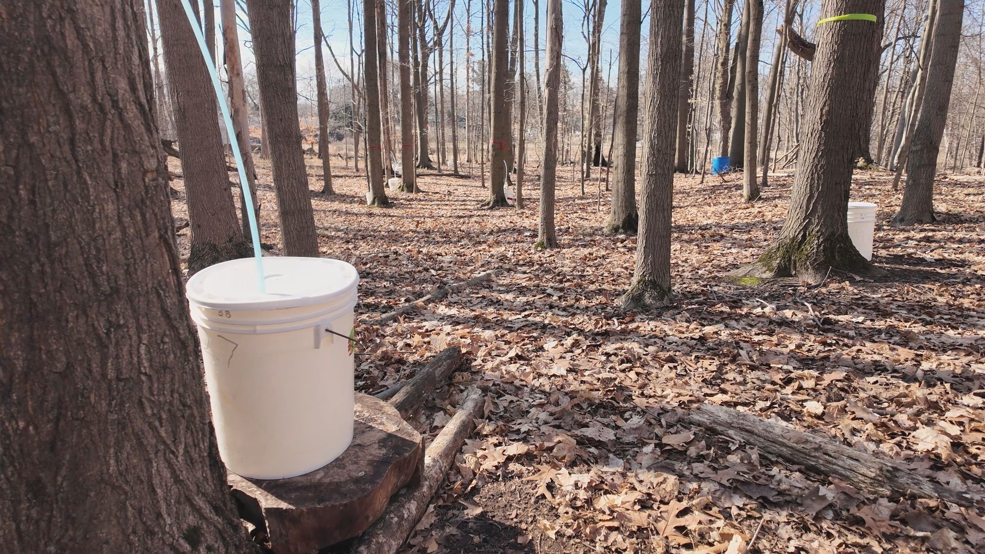 Earlier start to maple syrup season due to warm winter | wtol.com