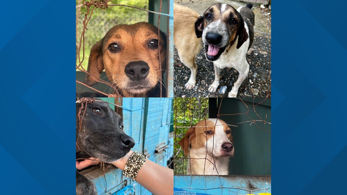 Local rescue brings dogs deserted in Honduras to West Michigan | wtol.com